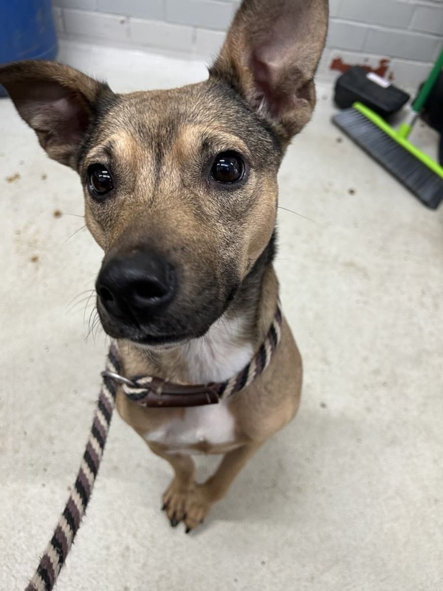 Penny - Medium Female Mini Pinscher Mix Dog in VIC - PetRescue