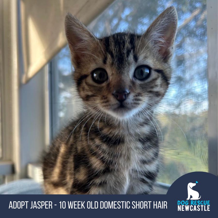 Jasper - 10 Week Old Domestic Short Hair - Male Domestic Short Hair Cat ...