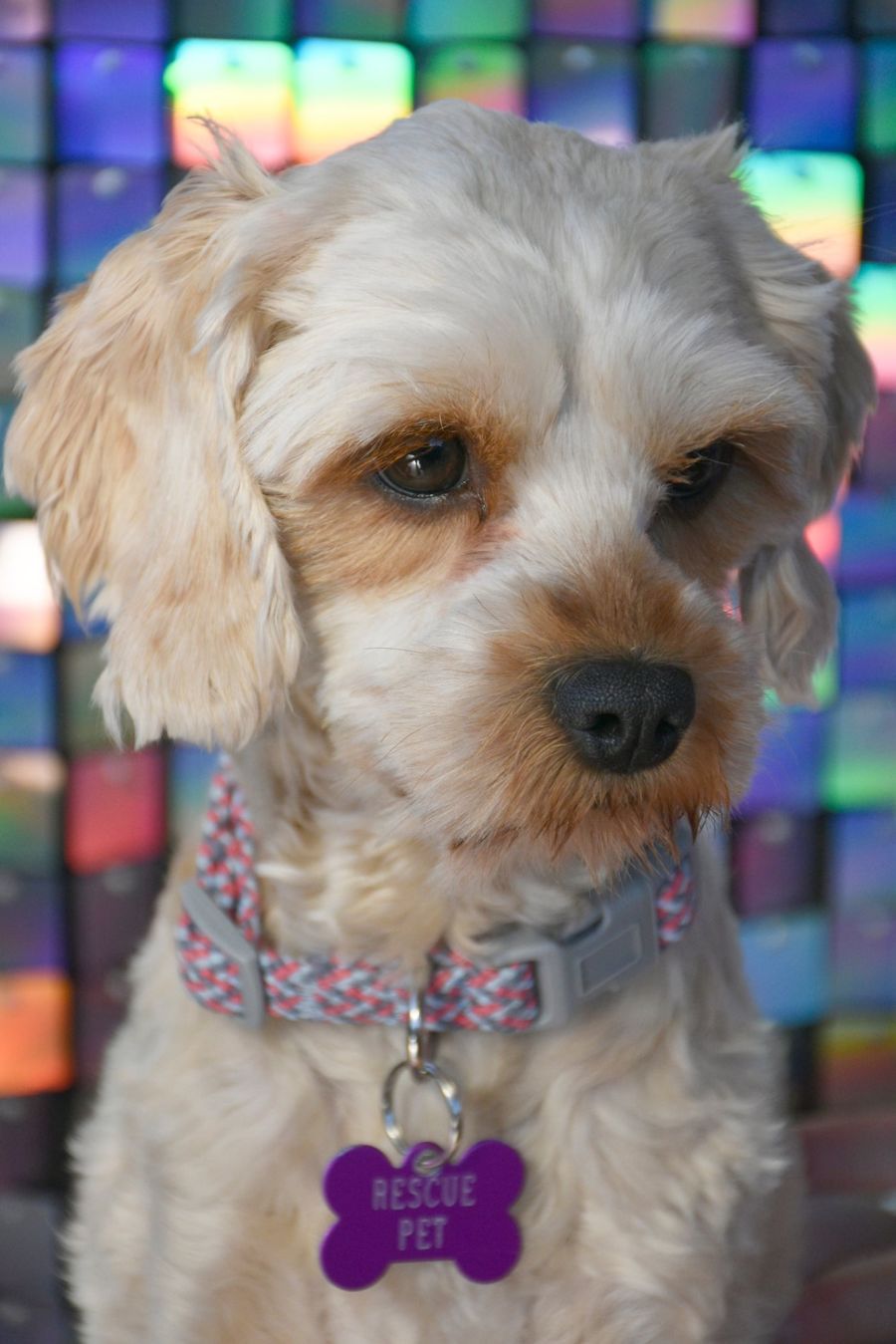 Meeka - Small Female Poodle Mix Dog in NSW - PetRescue