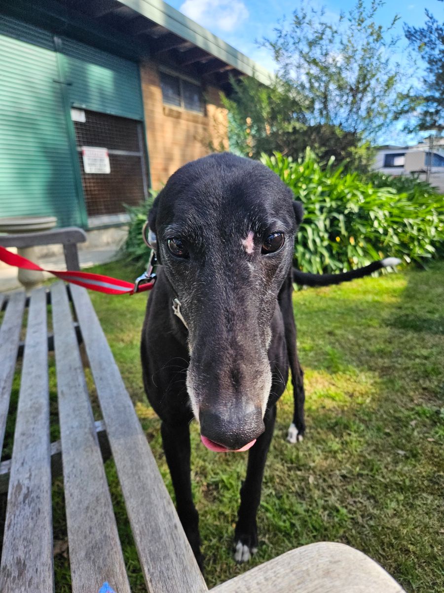 Rocky - Large Male Greyhound Dog in NSW - PetRescue