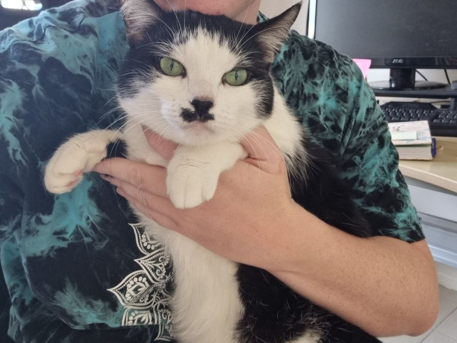 Astrid - Female Domestic Short Hair Cat in QLD - PetRescue