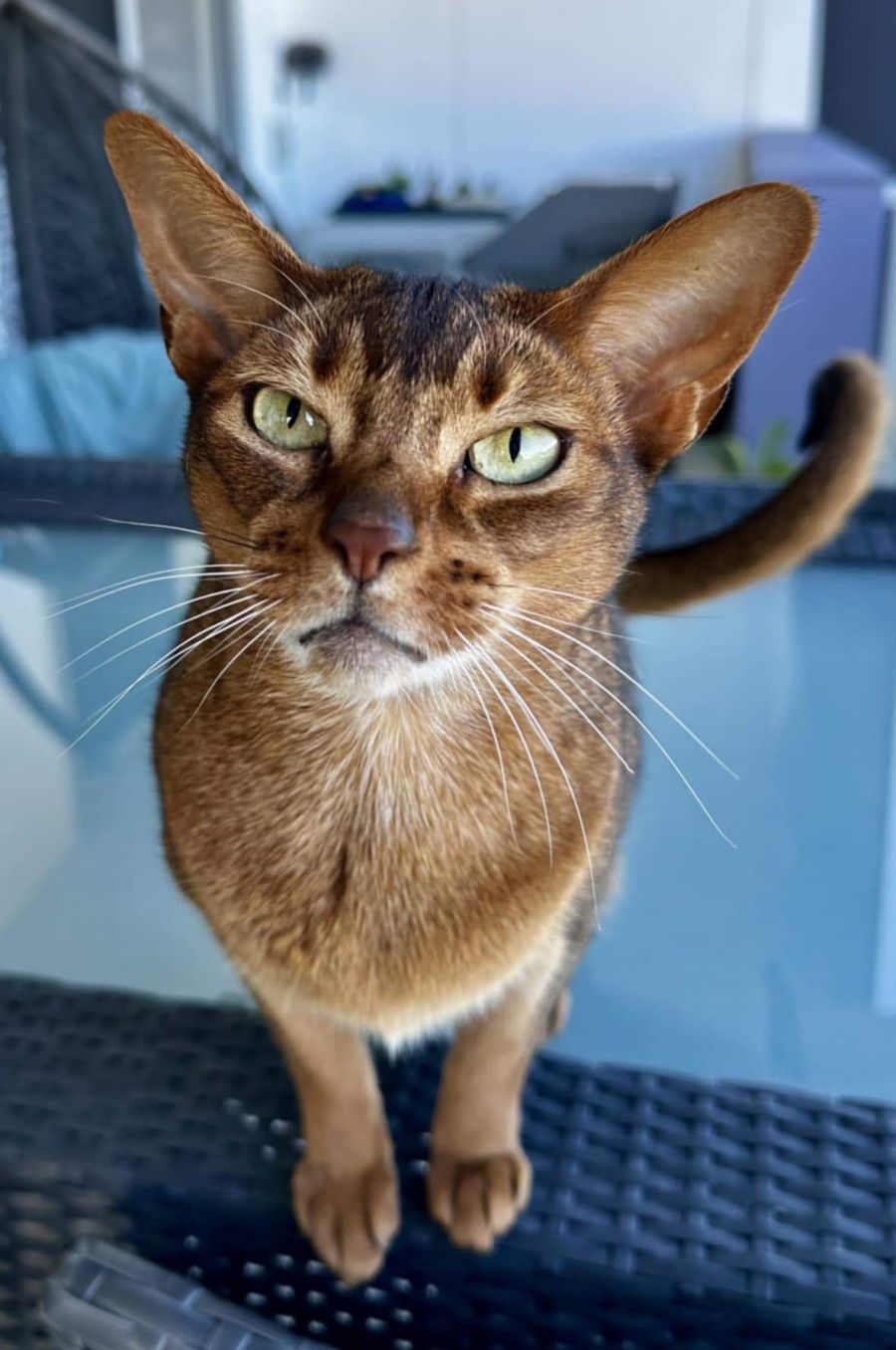 Calli - Female Abyssinian Cat in NSW - PetRescue