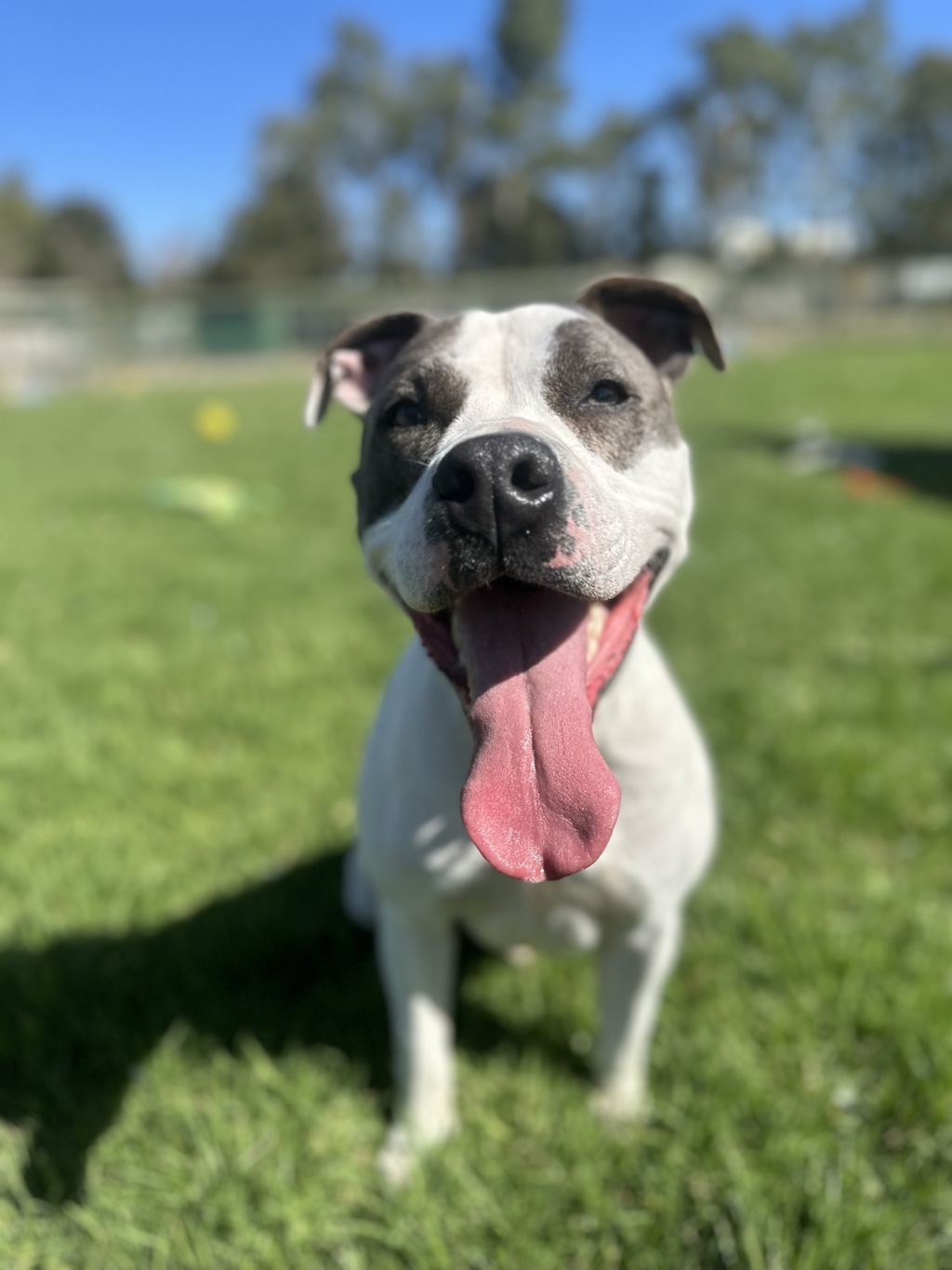 Boss - Medium Male American Staffy Mix Dog in VIC - PetRescue