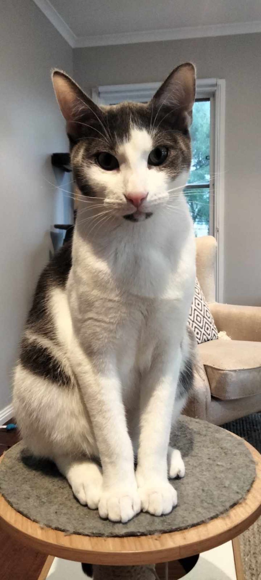 Bode - Located in Eltham North - Male Domestic Short Hair Cat in VIC ...