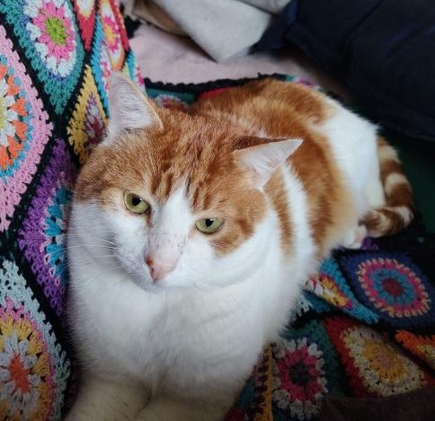 Mingus - Male Domestic Short Hair Mix Cat in VIC - PetRescue