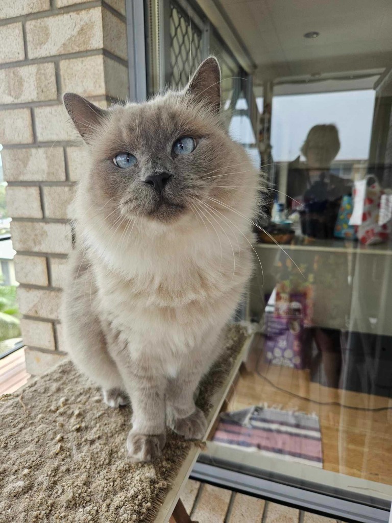 Mystique Crystal - Female Ragdoll Cat in QLD - PetRescue