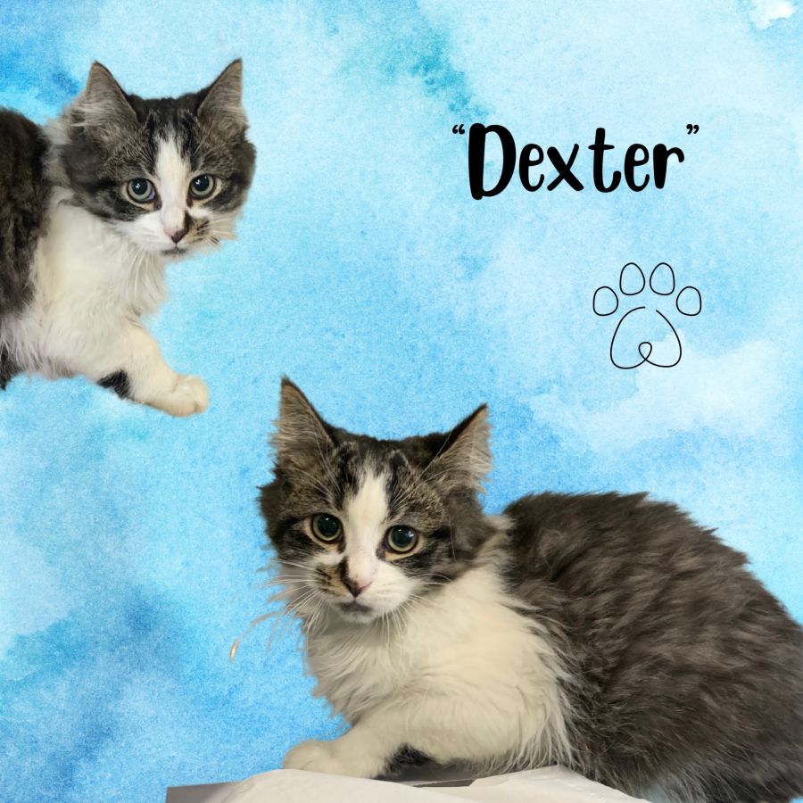 Dexter - Male Domestic Short Hair Cat in VIC - PetRescue