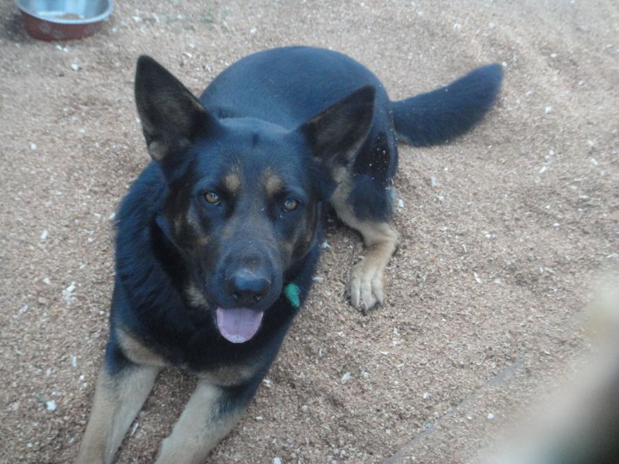 Nala - Large Female German Shepherd Mix Dog in NSW - PetRescue