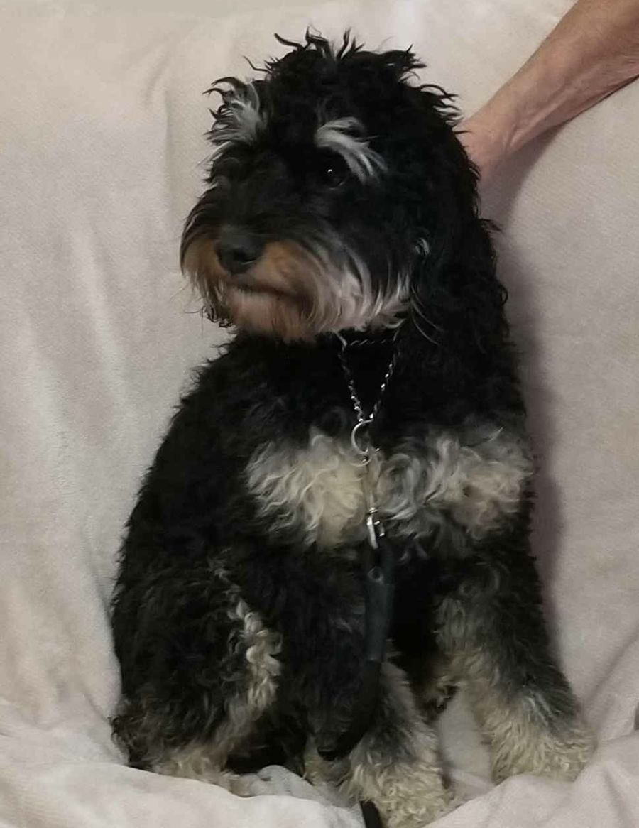 Fergus - Small Male Cavalier King Charles Spaniel x Poodle Mix Dog in ...