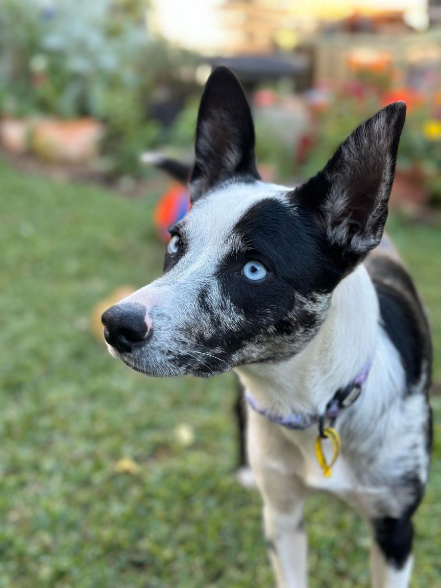 Asha - Medium Female Koolie Mix Dog in QLD - PetRescue