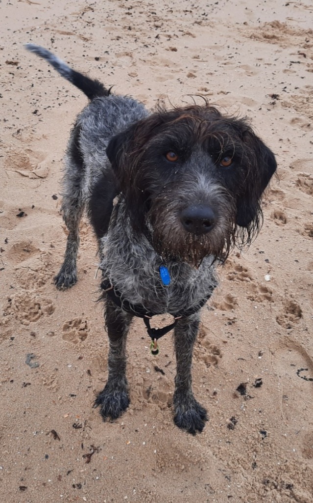 Chloe - Large Female German Wirehaired Pointer Dog in VIC - PetRescue