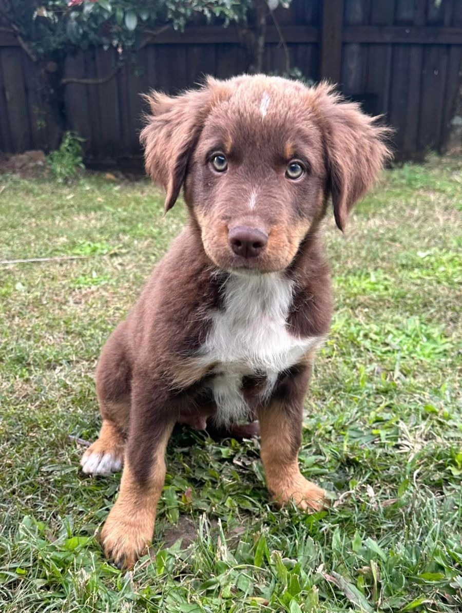 Byron - Medium Male Border Collie x Kelpie Dog in QLD - PetRescue