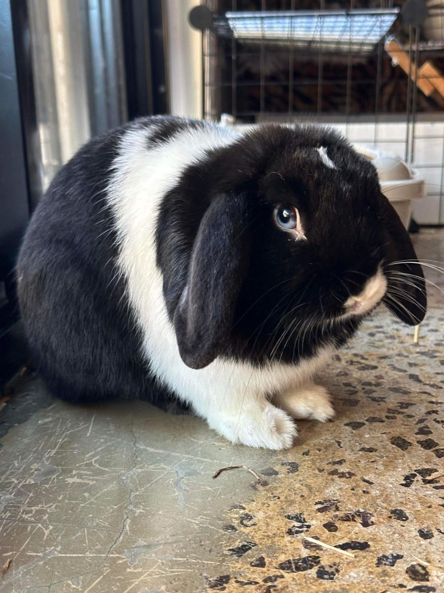 Felix - Male Lop Eared Rabbit in VIC - PetRescue