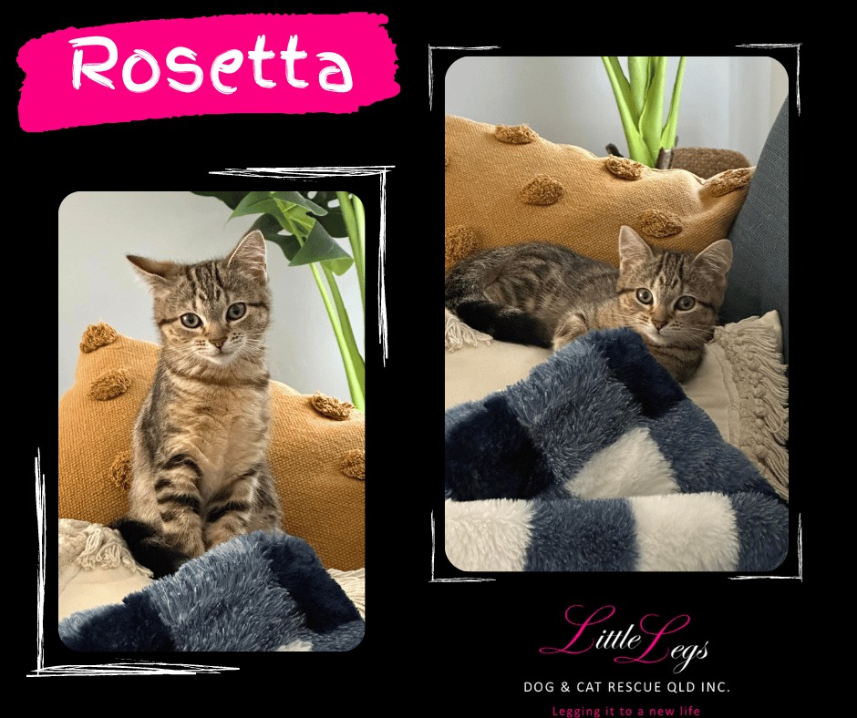 Rosetta - Female Domestic Short Hair (DSH) Mix Cat in QLD - PetRescue