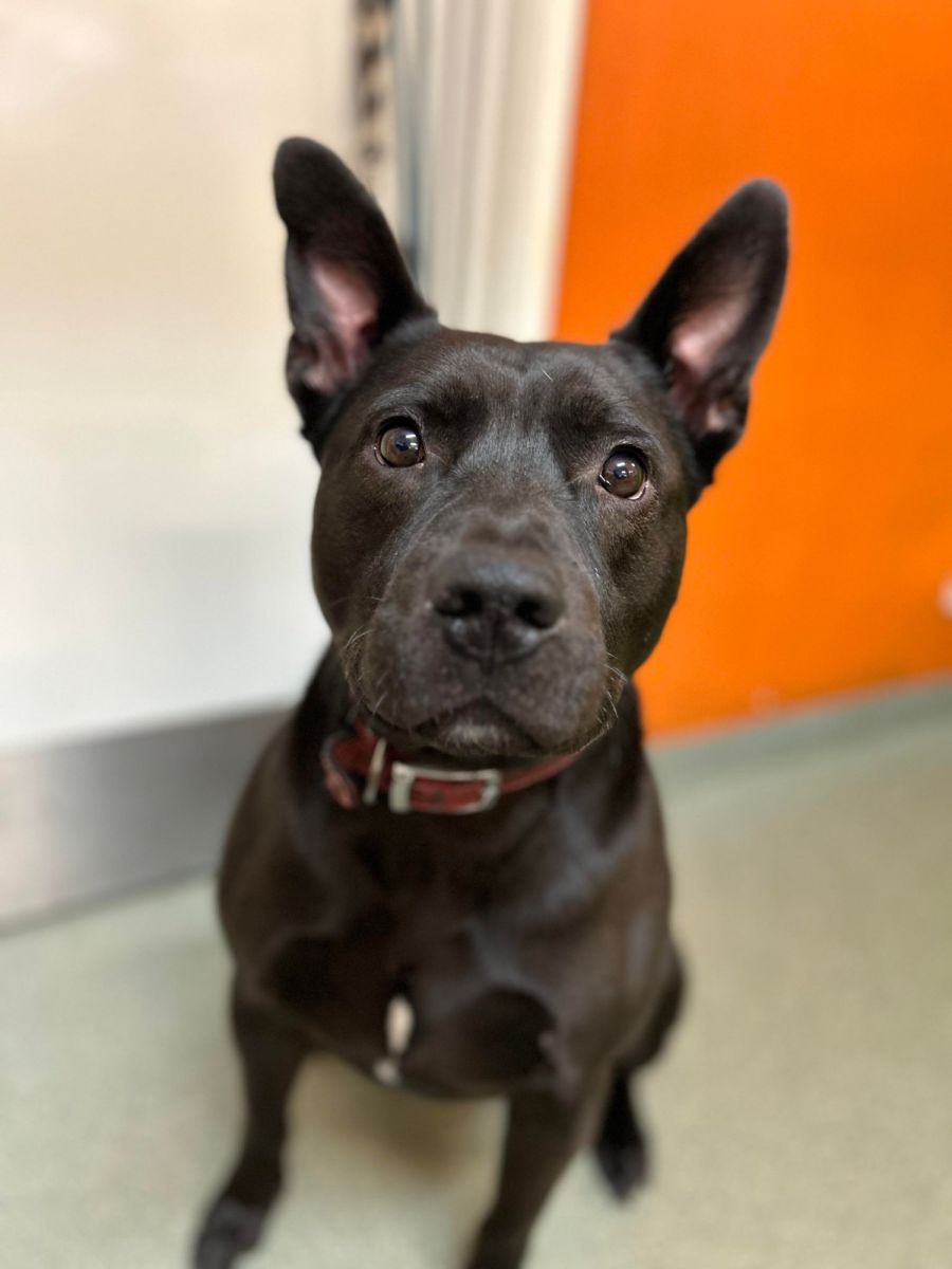 Kujo - Medium Male Staffy Dog in VIC - PetRescue