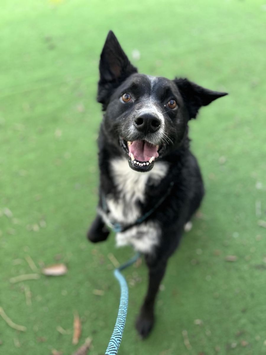 Leo - Medium Male Border Collie x Kelpie Dog in VIC - PetRescue