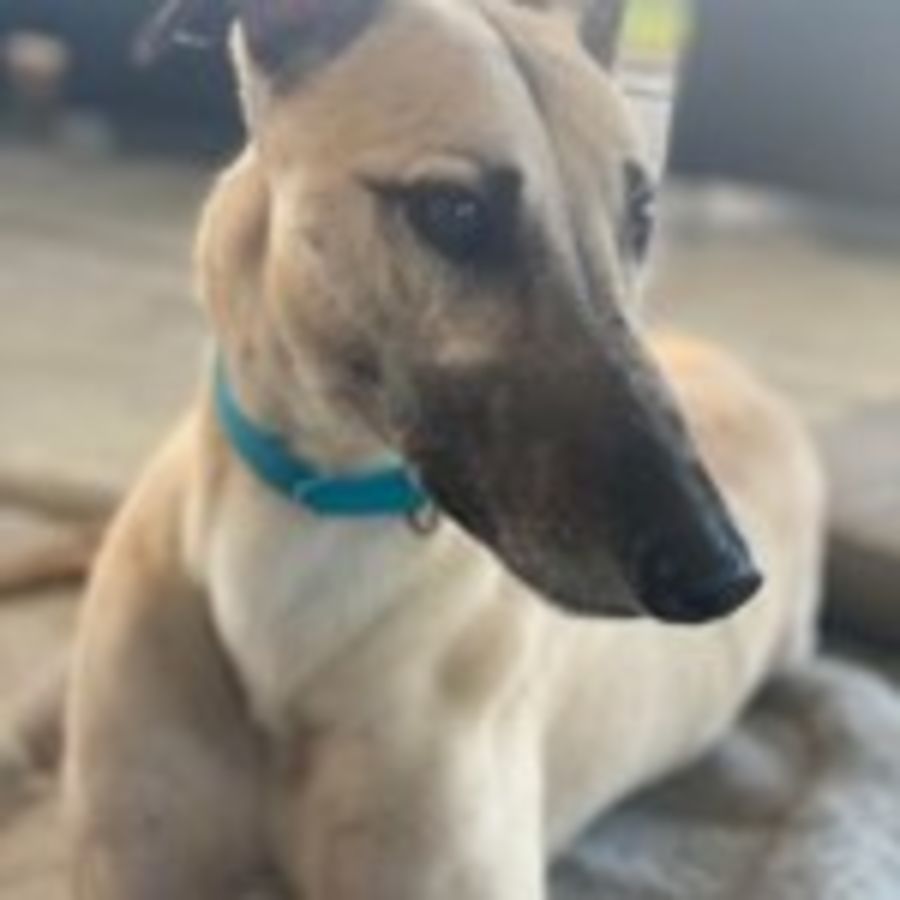 Rocky - Large Male Greyhound Dog in VIC - PetRescue