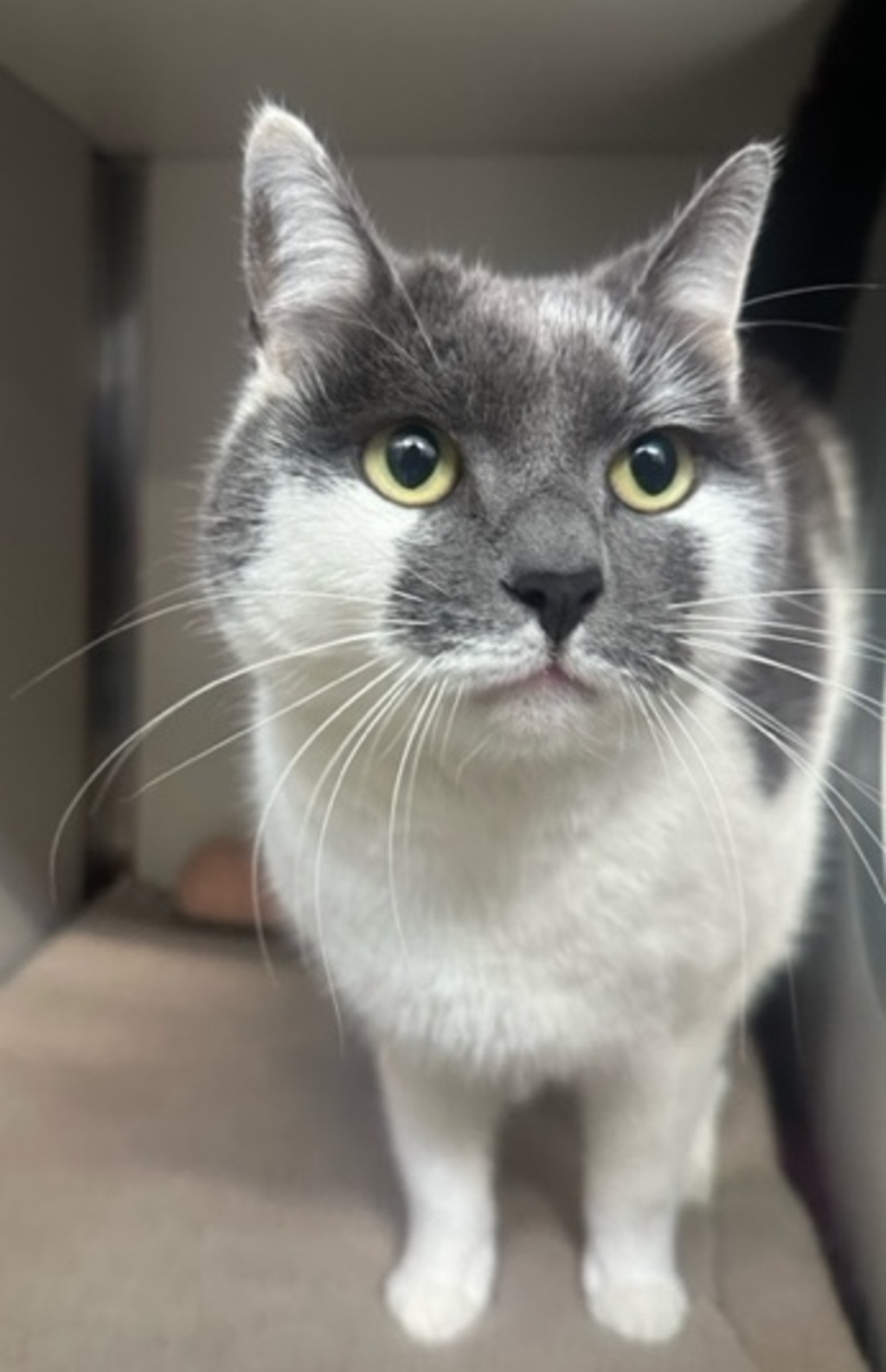 Pixie - Female Domestic Short Hair Cat in VIC - PetRescue