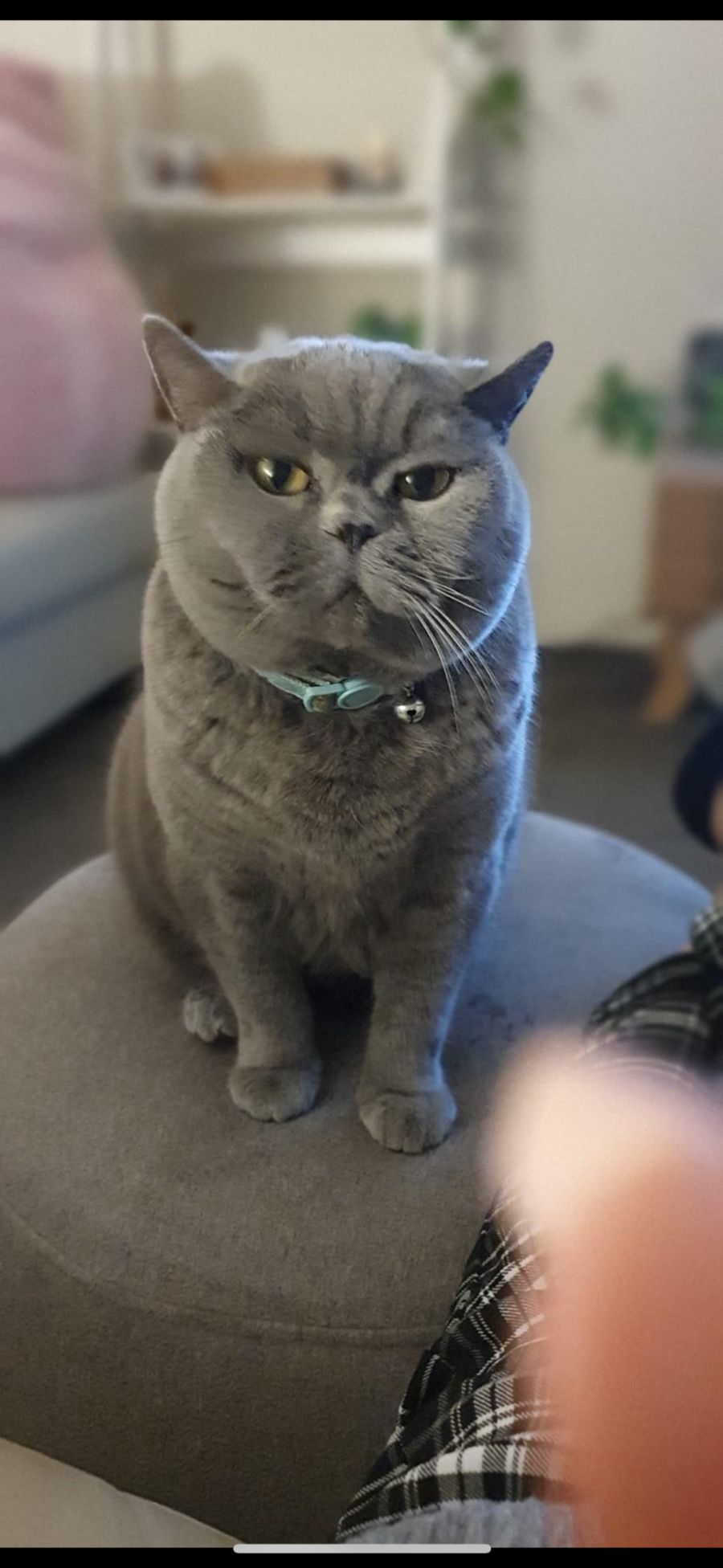 Elly - Female British Shorthair Cat in VIC - PetRescue