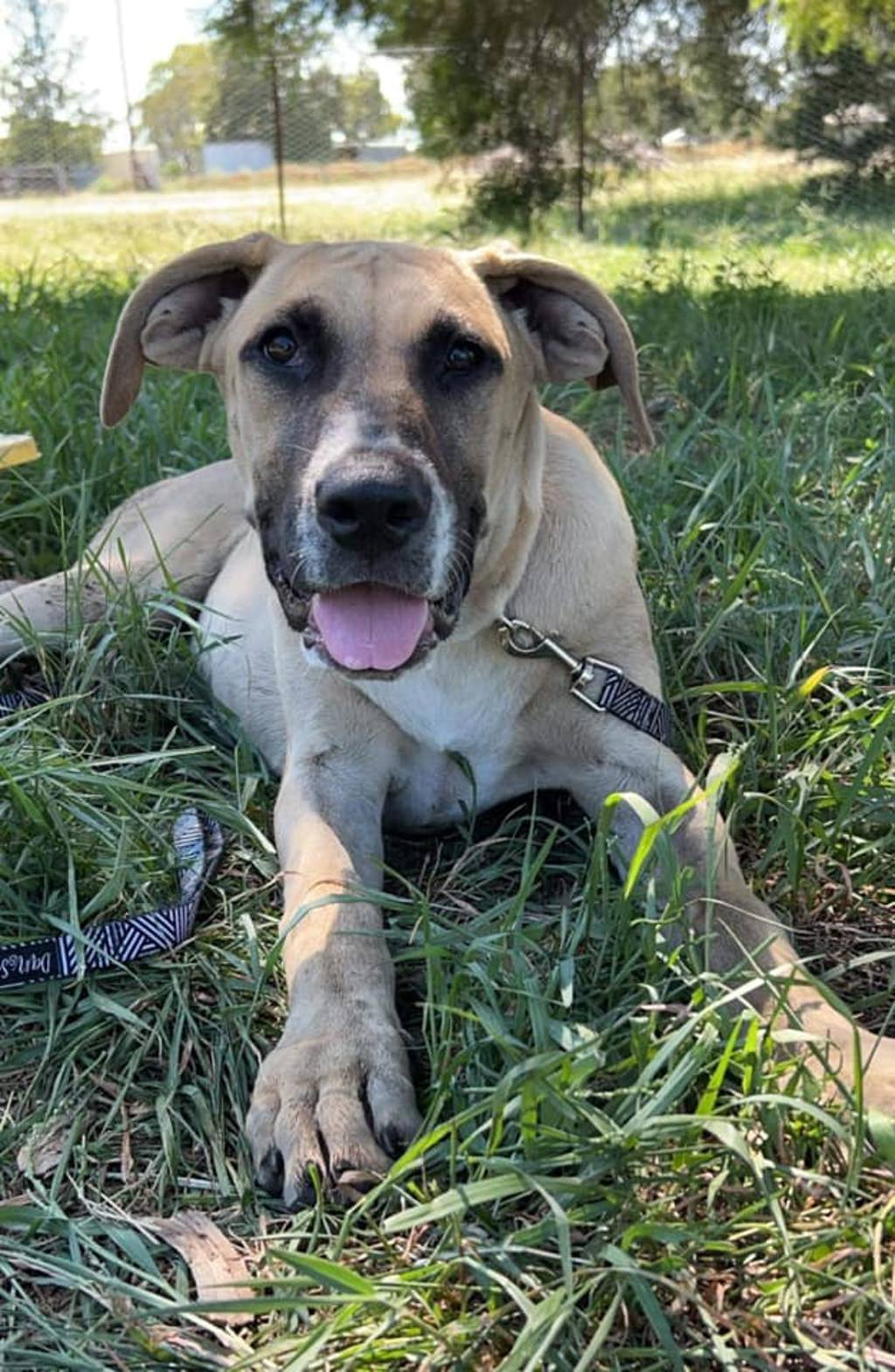Maddison - Large Female Mastiff Mix Dog in NSW - PetRescue