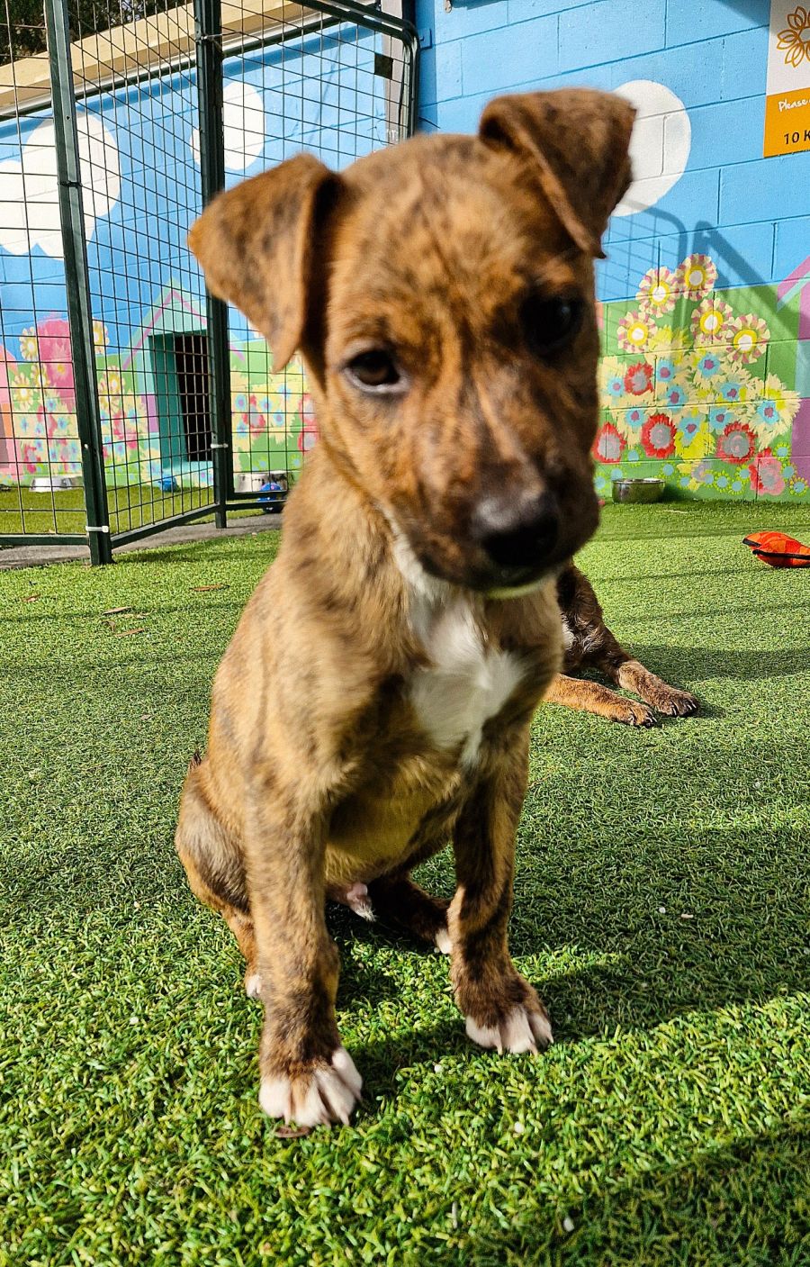 D1001 Mohan - Medium Male Mixed Breed Dog in NSW - PetRescue