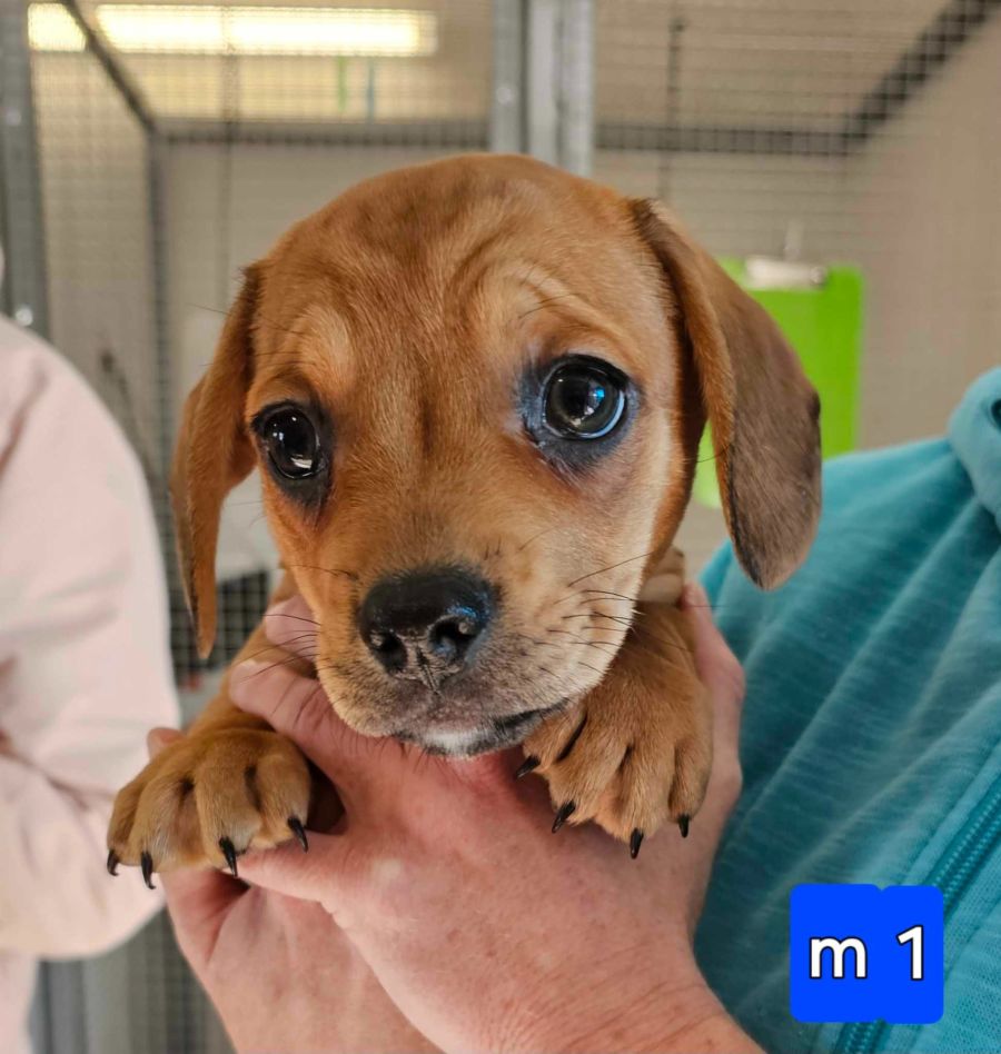 Dobby - Small Male Dachshund Mix Dog in NSW - PetRescue