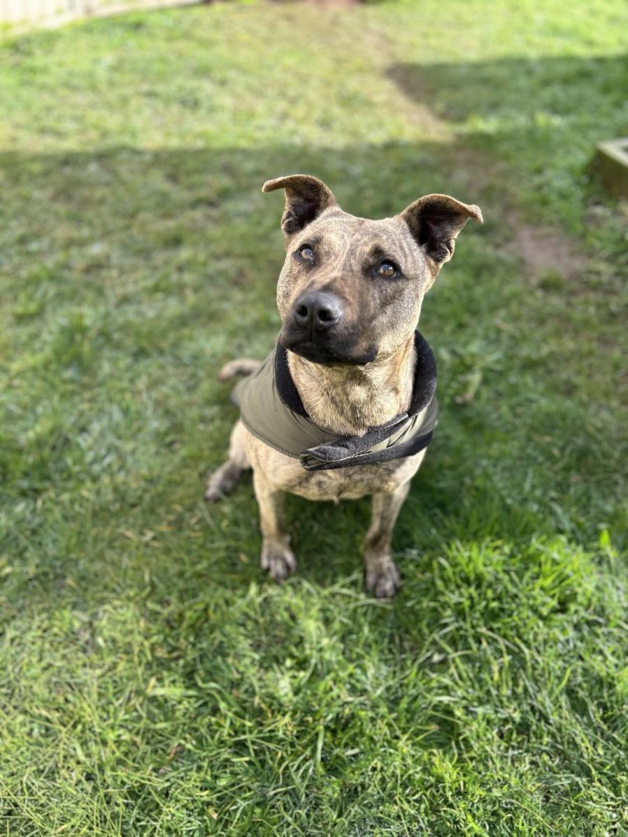 Rockford - Medium Male American Staffordshire Terrier Mix Dog in VIC ...