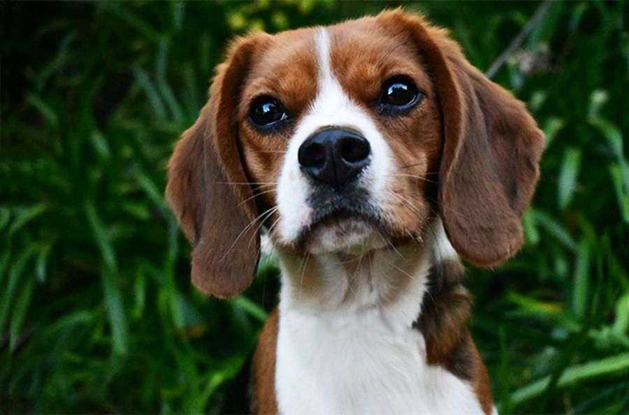Bugsy - Medium Female Beagle x Cavalier King Charles Spaniel Mix Dog in ...