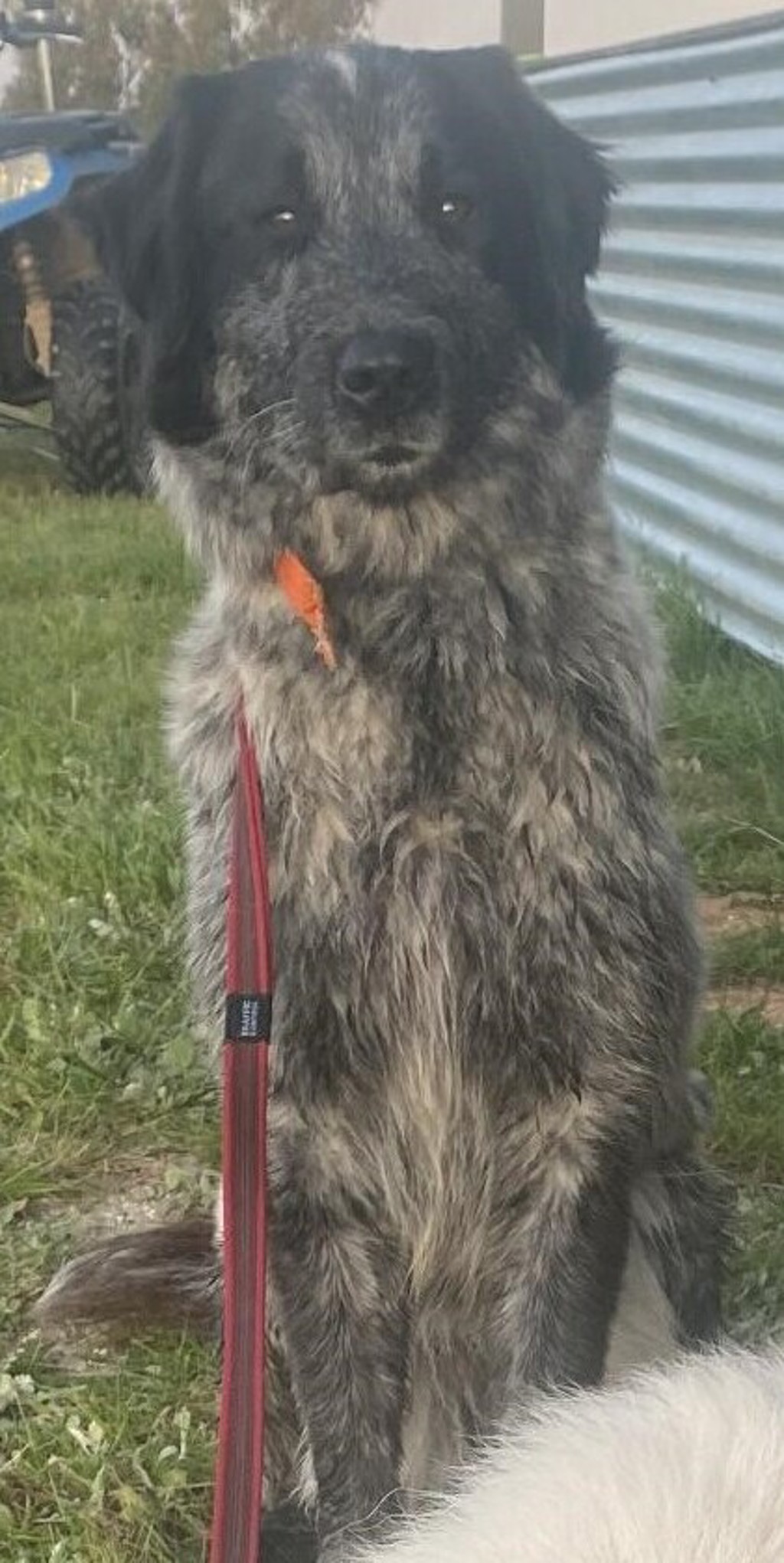 Ada - Medium Female Labrador x Maremma Sheepdog Mix Dog in VIC - PetRescue