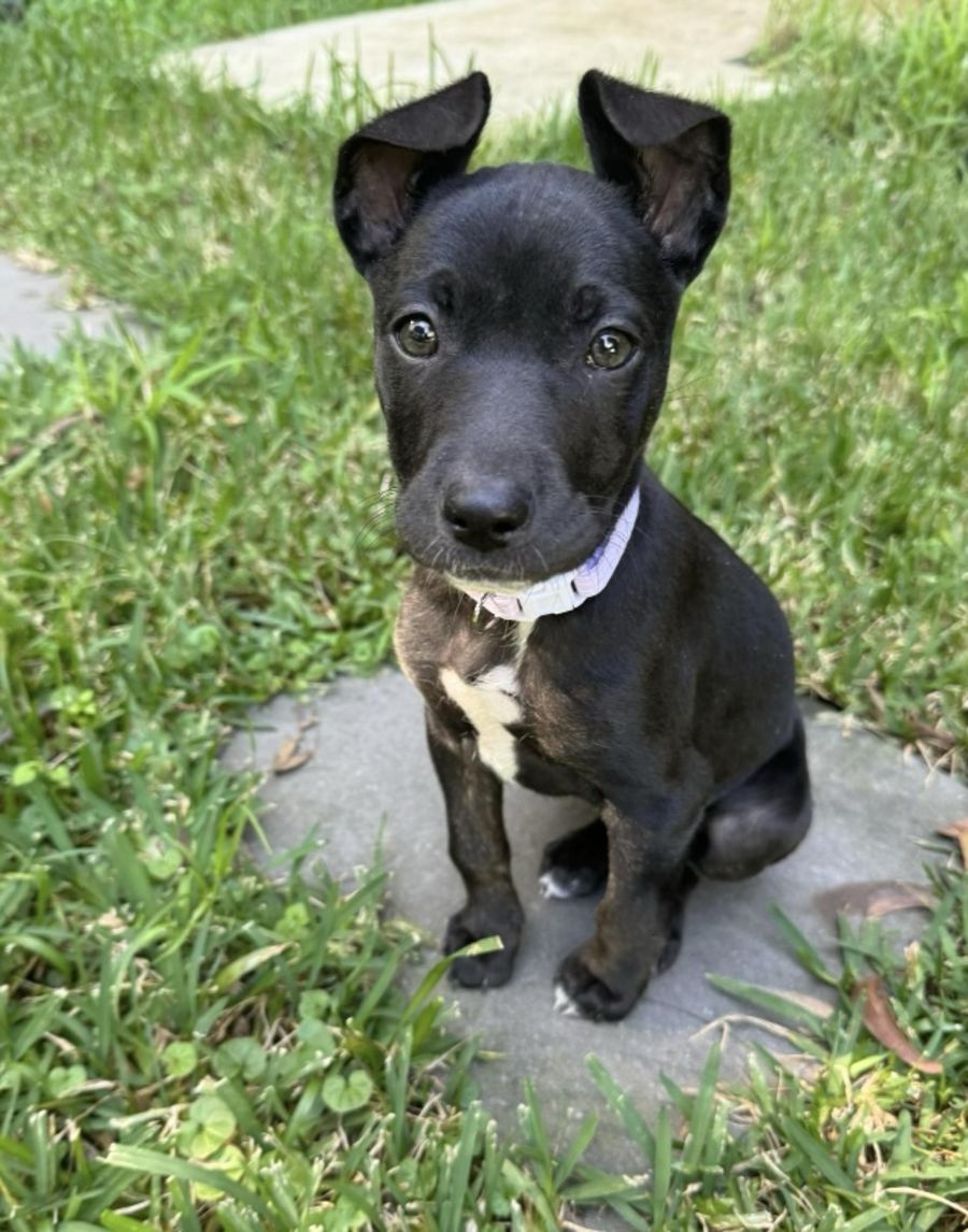 Halle - Small Female Staffy Mix Dog in NSW - PetRescue