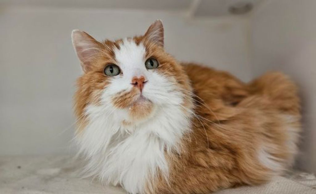 Lachlan - Male Domestic Medium Hair Mix Cat in VIC - PetRescue