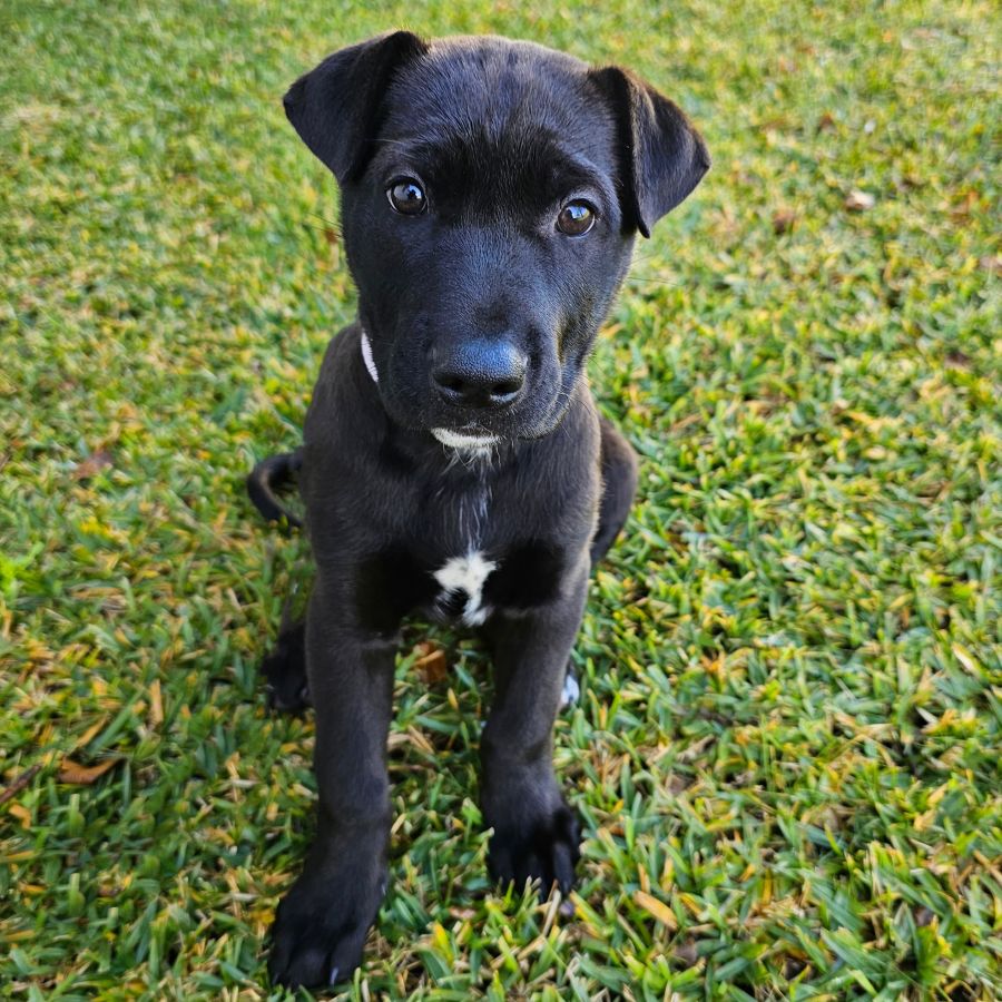 Sadie - Small Female Staffy Mix Dog in NSW - PetRescue