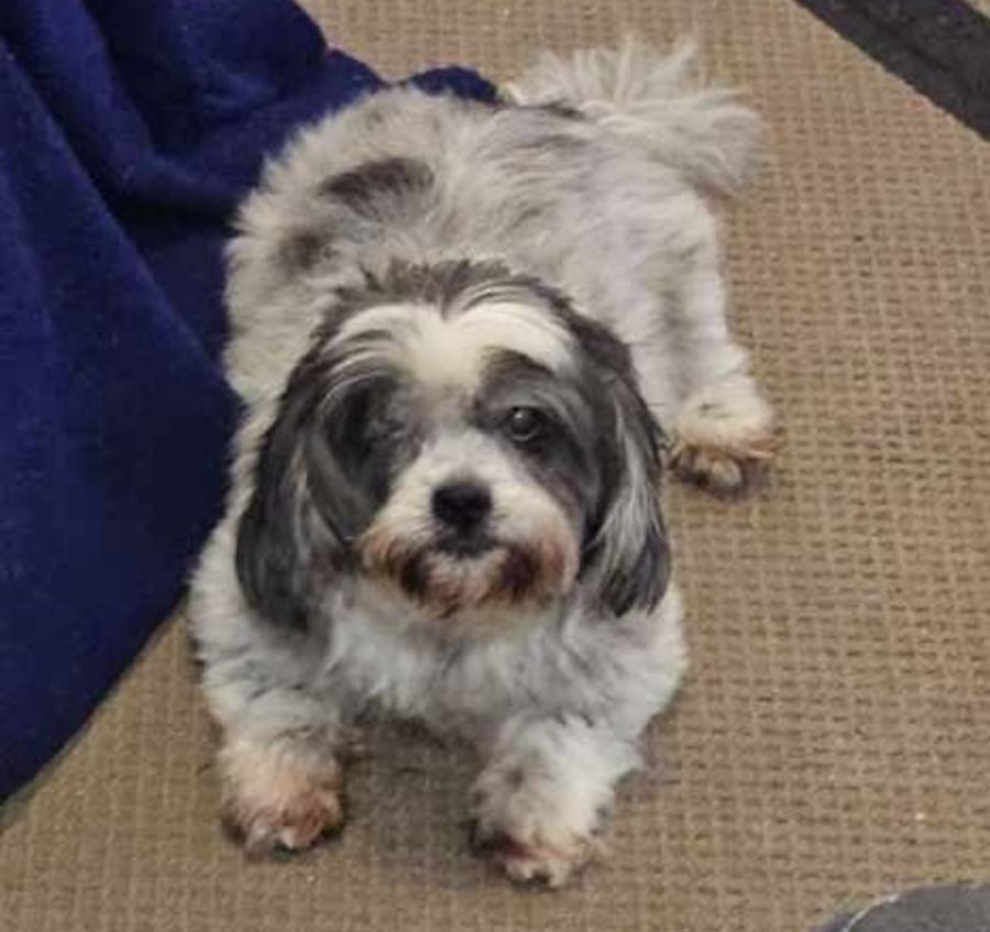 Molly - Small Female Lhasa Apso Mix Dog in QLD - PetRescue