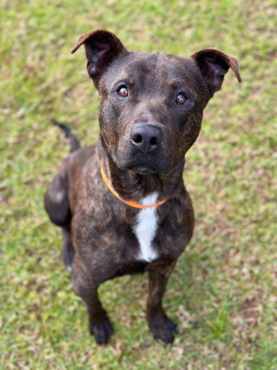 Bazza - Medium Male Staffy Mix Dog in NSW - PetRescue