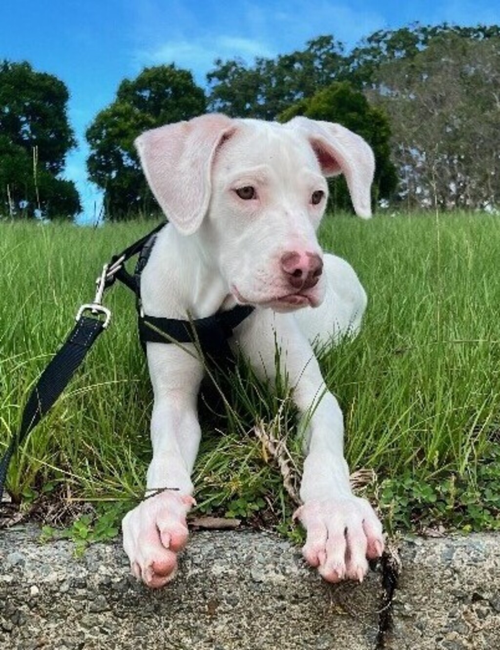 Yeti - Large Male Bull Arab Mix Dog in QLD - PetRescue