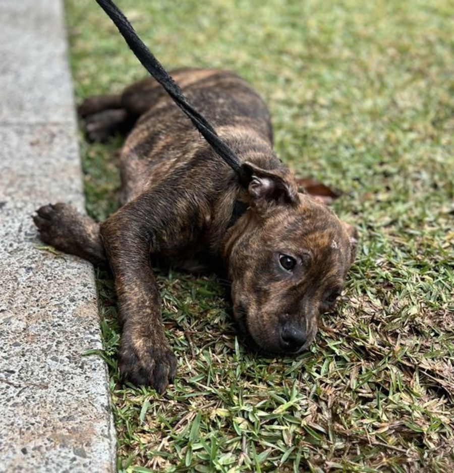 Tiger - Medium Male American Staffordshire Bull Terrier x Rottweiler ...