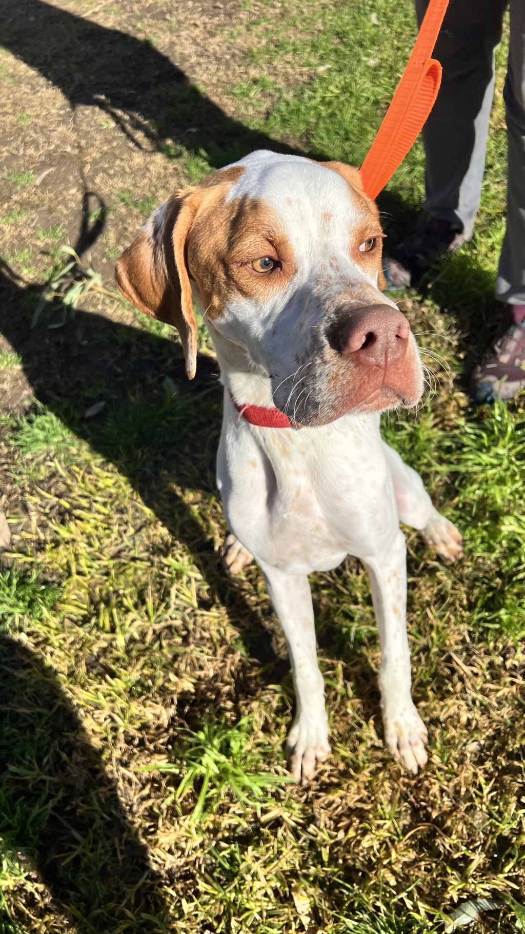 Luke - Medium Male English Pointer Mix Dog in VIC - PetRescue