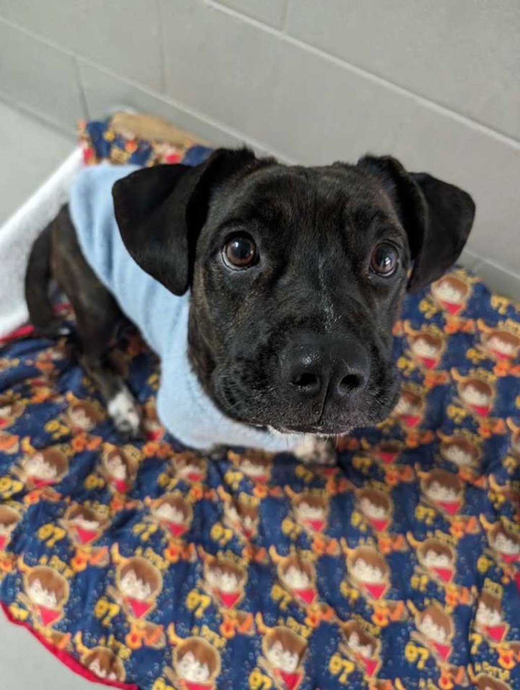 Charlie - Small Female Mixed Mix Dog in WA - PetRescue