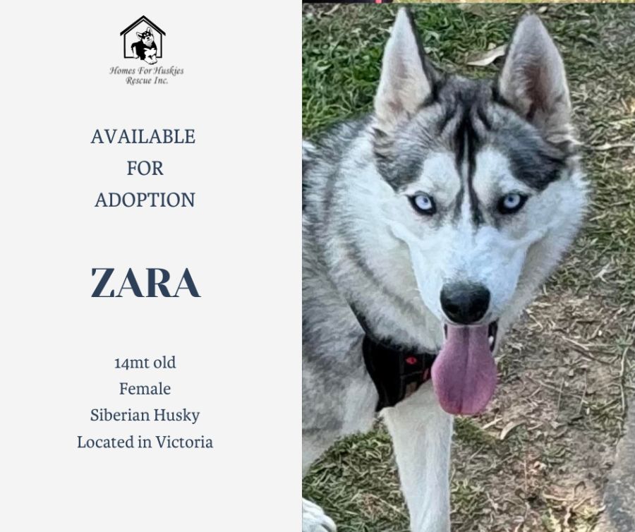 Zara - Medium Female Siberian Husky Dog in VIC - PetRescue