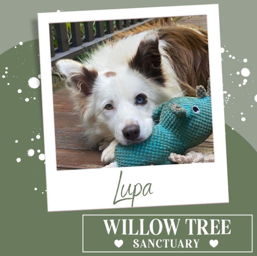 Lupa - Medium Female Border Collie Dog in NSW - PetRescue
