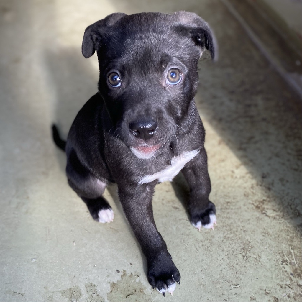 Gracie - Small Female Staffordshire Bull Terrier Mix Dog in VIC - PetRescue