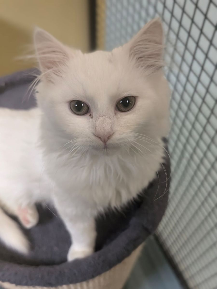 Reginald - Male Domestic Long Hair Cat in VIC - PetRescue