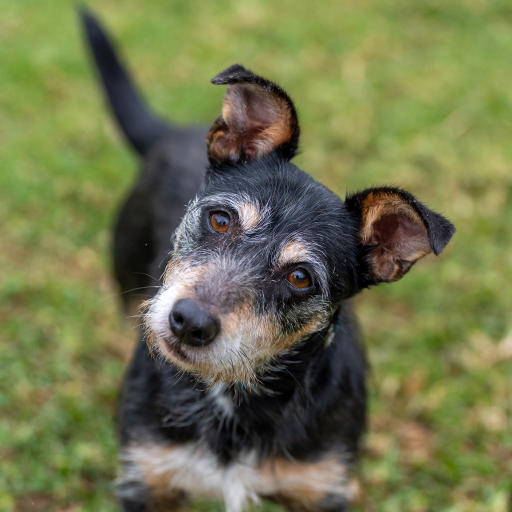 Valentino - Small Male Terrier Mix Dog in NSW - PetRescue