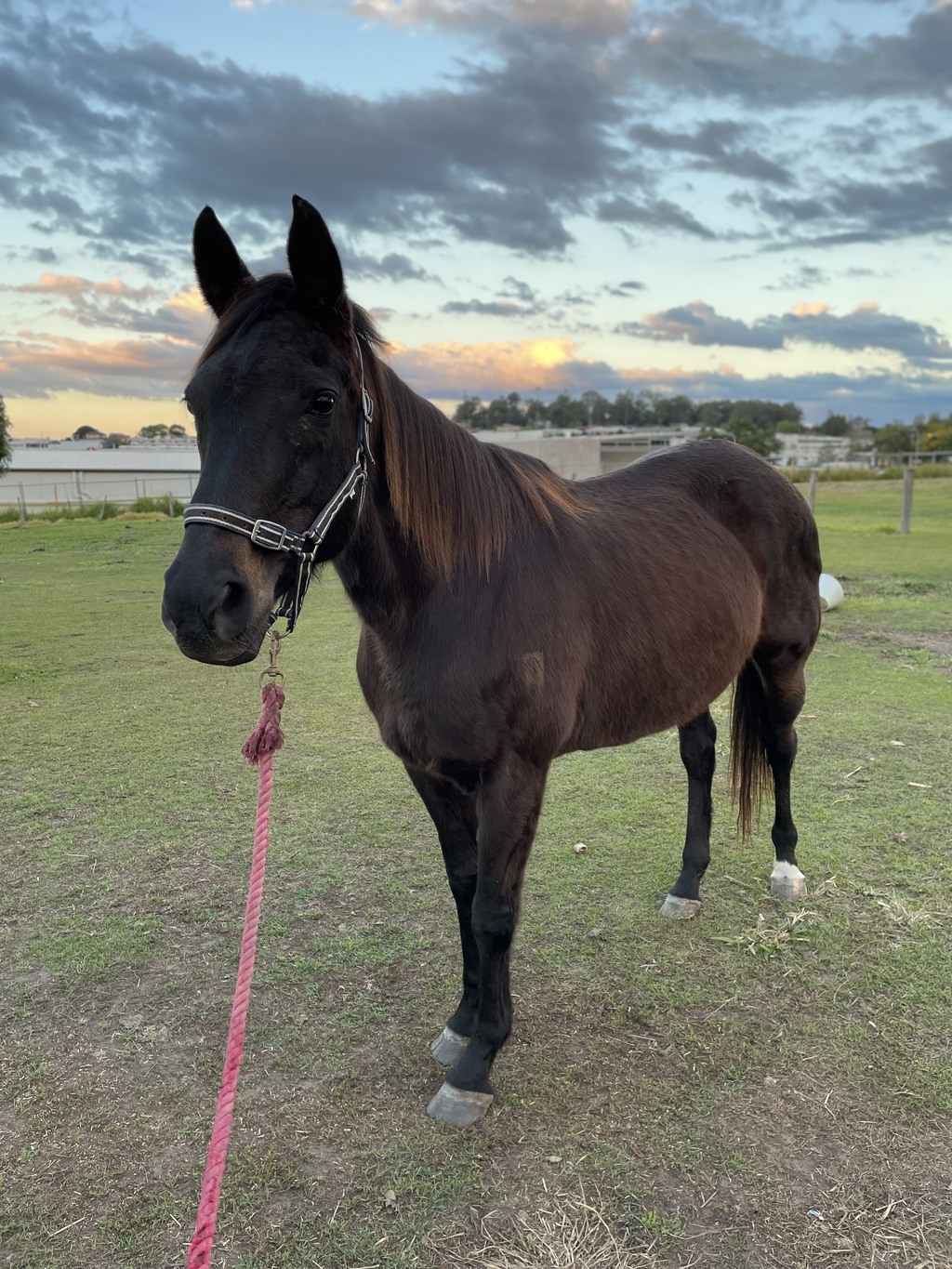 Jazz - Female Thoroughbred Mix Horse in QLD - PetRescue