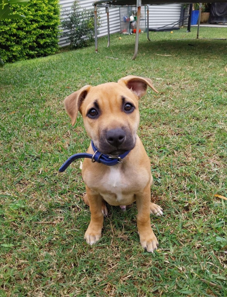 Cheetos - Medium Male Staffy Mix Dog in QLD - PetRescue