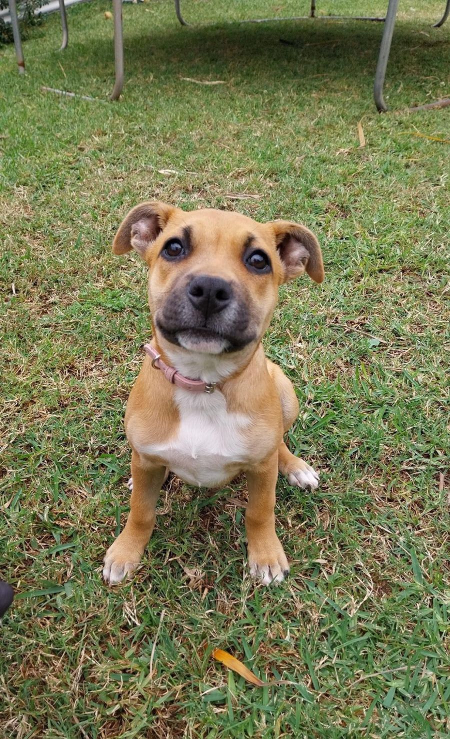 Rice - Medium Female Staffy Mix Dog in QLD - PetRescue