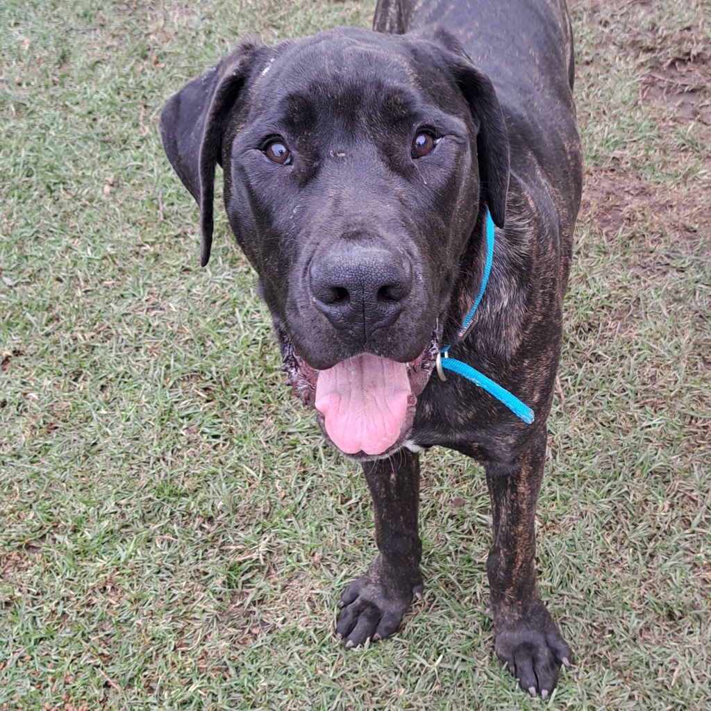 Bronson - Large Male Cane Corso Mix Dog in VIC - PetRescue
