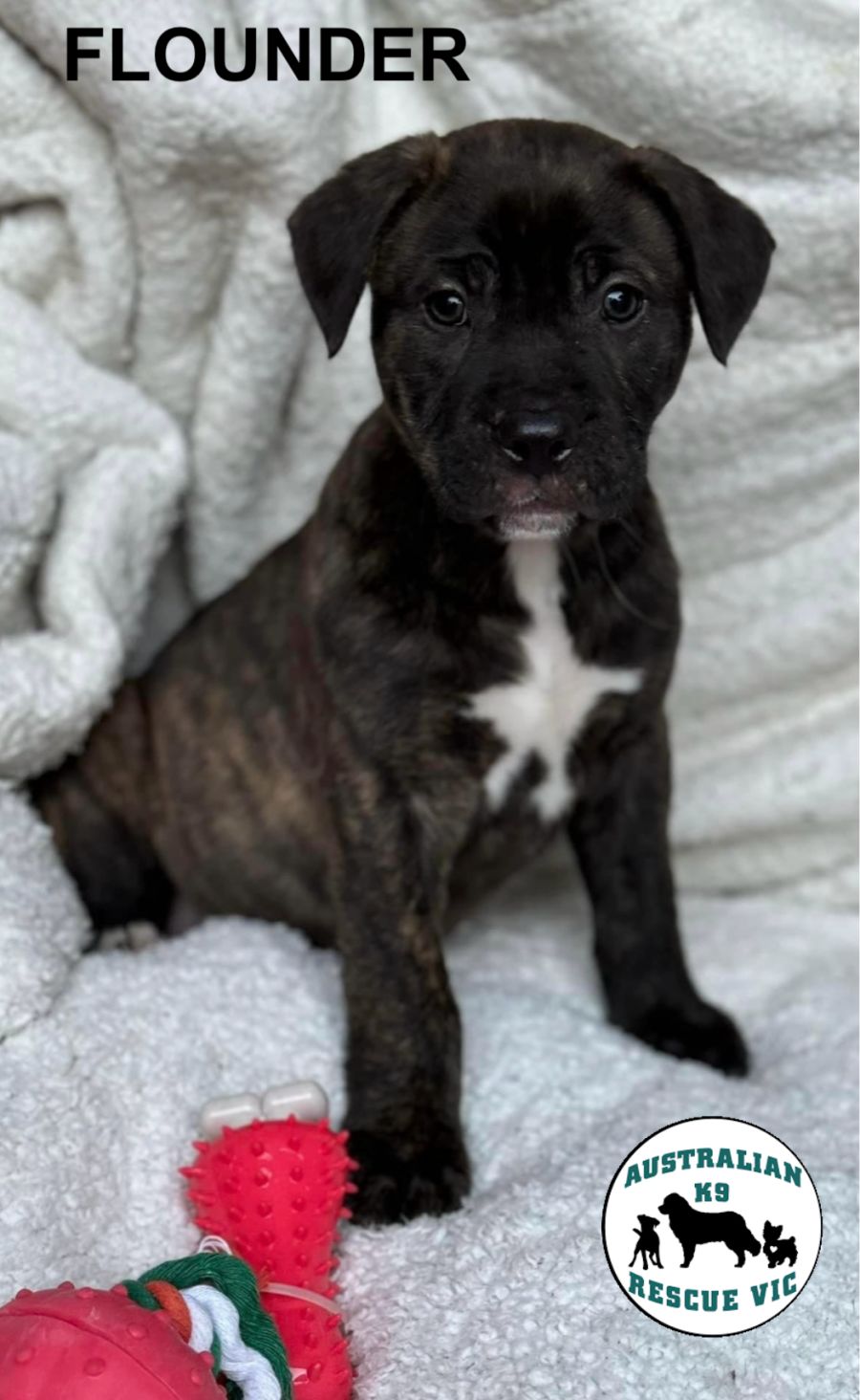 Flounder - Medium Male American Bulldog Mix Dog in VIC - PetRescue