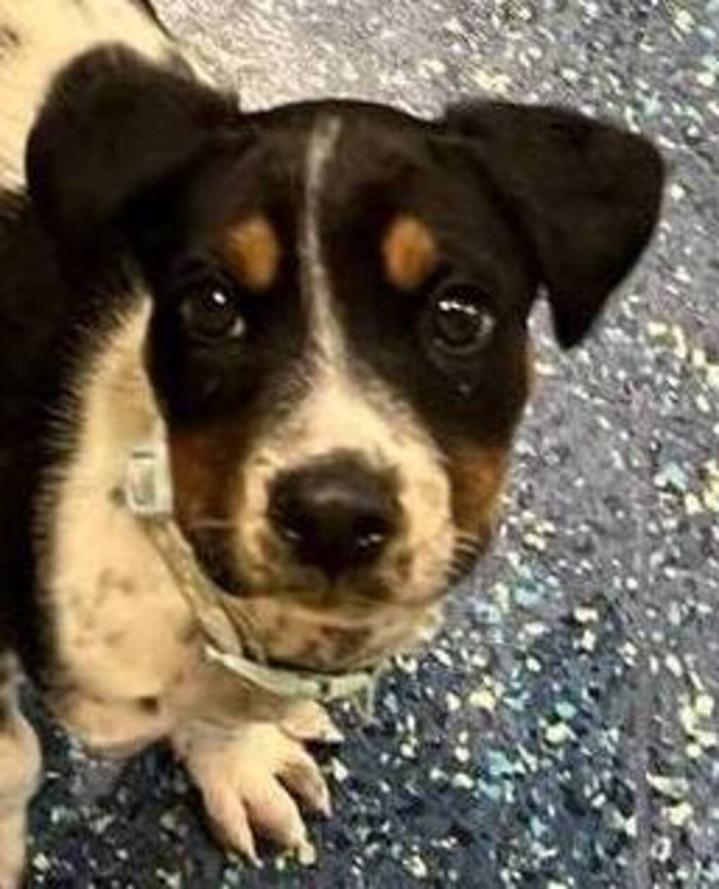 Caspian - Medium Male Australian Cattle Dog x Rottweiler Mix Dog in QLD ...