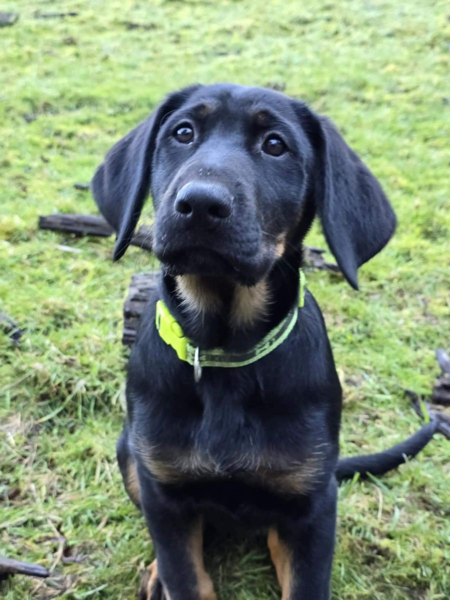 Vanilla - Large Female German Shepherd x Bloodhound Mix Dog in VIC ...